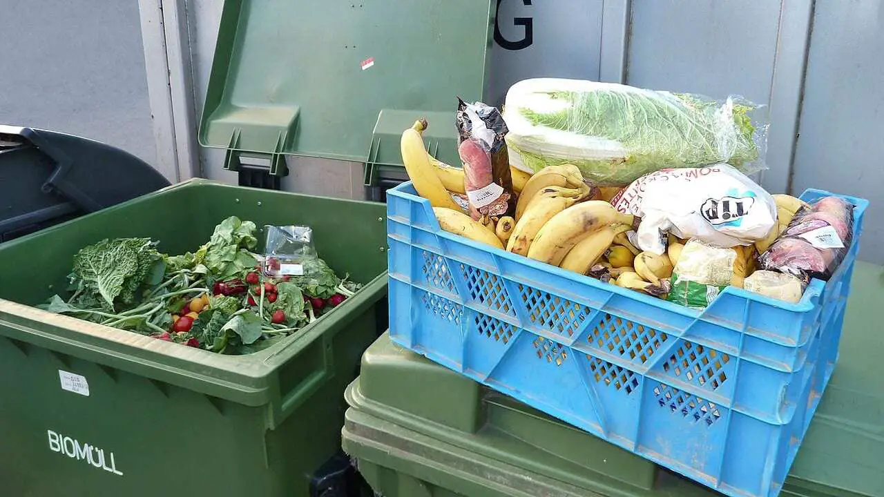 How To Dispose of Expired Food: 5 Best Disposal Options